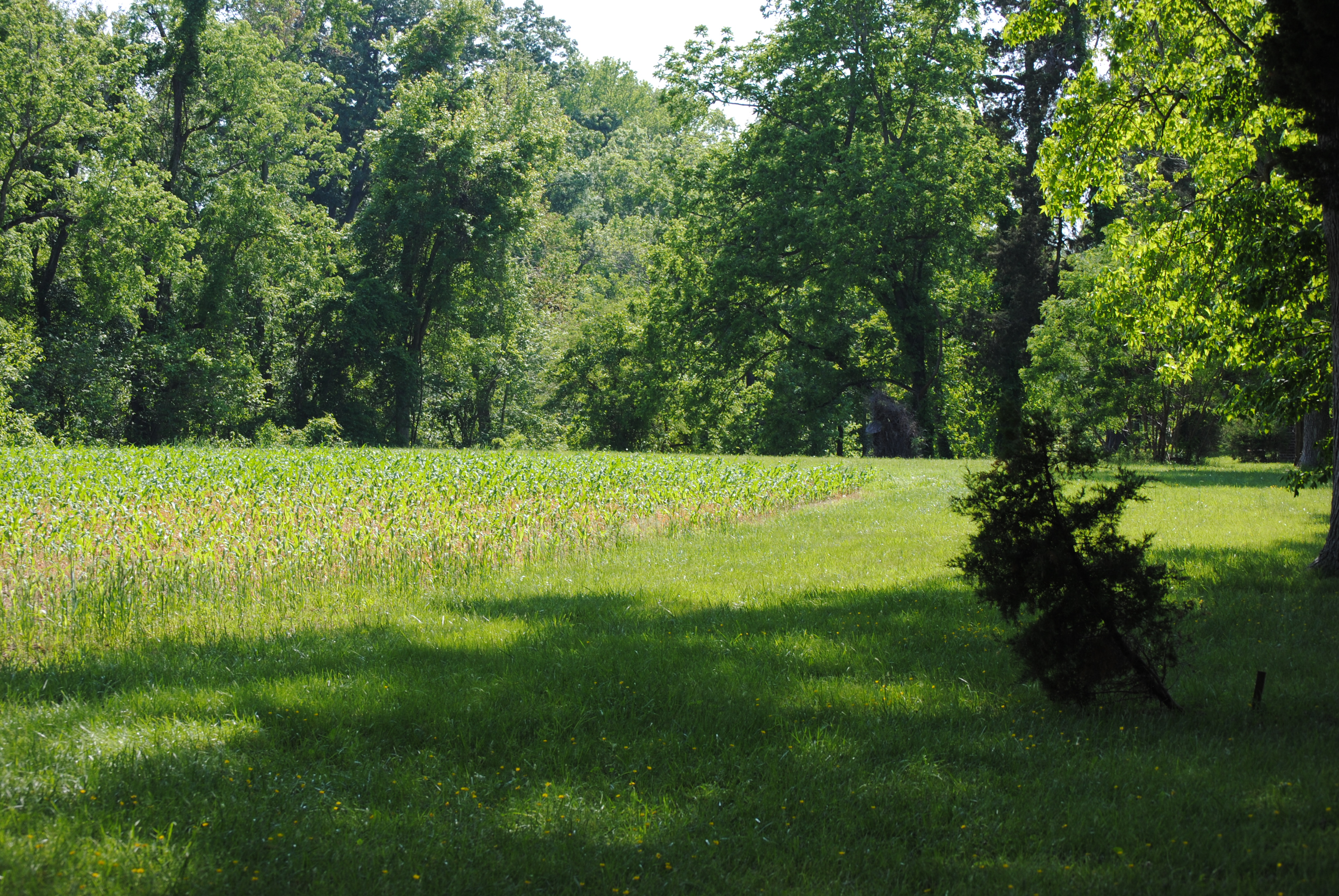 Colonial Encounters: The Lower Potomac River Valley, 1500-1720 AD